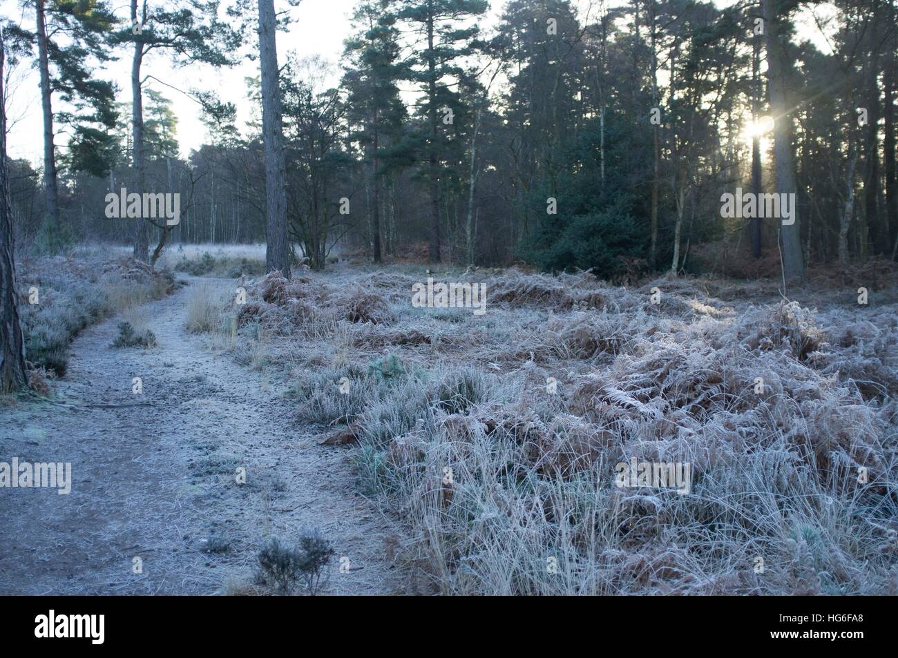 Ascot, UK. 5th Jan, 2017. Frosty start to the day at Englemere Pond ...