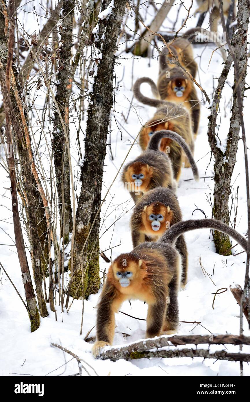 Beijing, China. 12th Jan, 2016. Photo taken on Jan. 12, 2016 shows ...