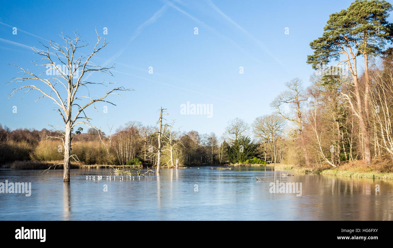 Clumber Park lake frozen on the surface Stock Photo - Alamy