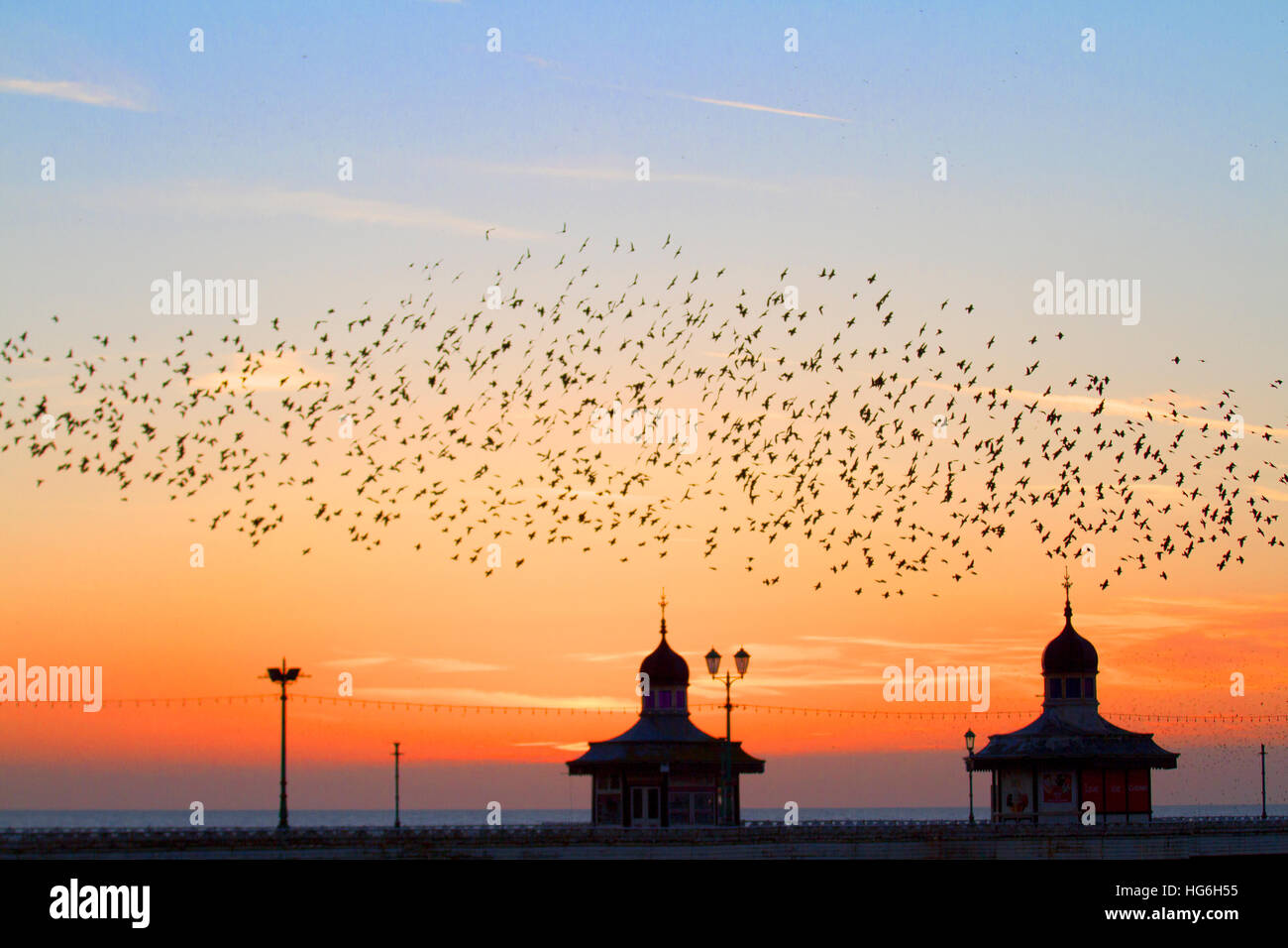 flock fly animal starling flight swarm bird dusk murmuration blackpool ...