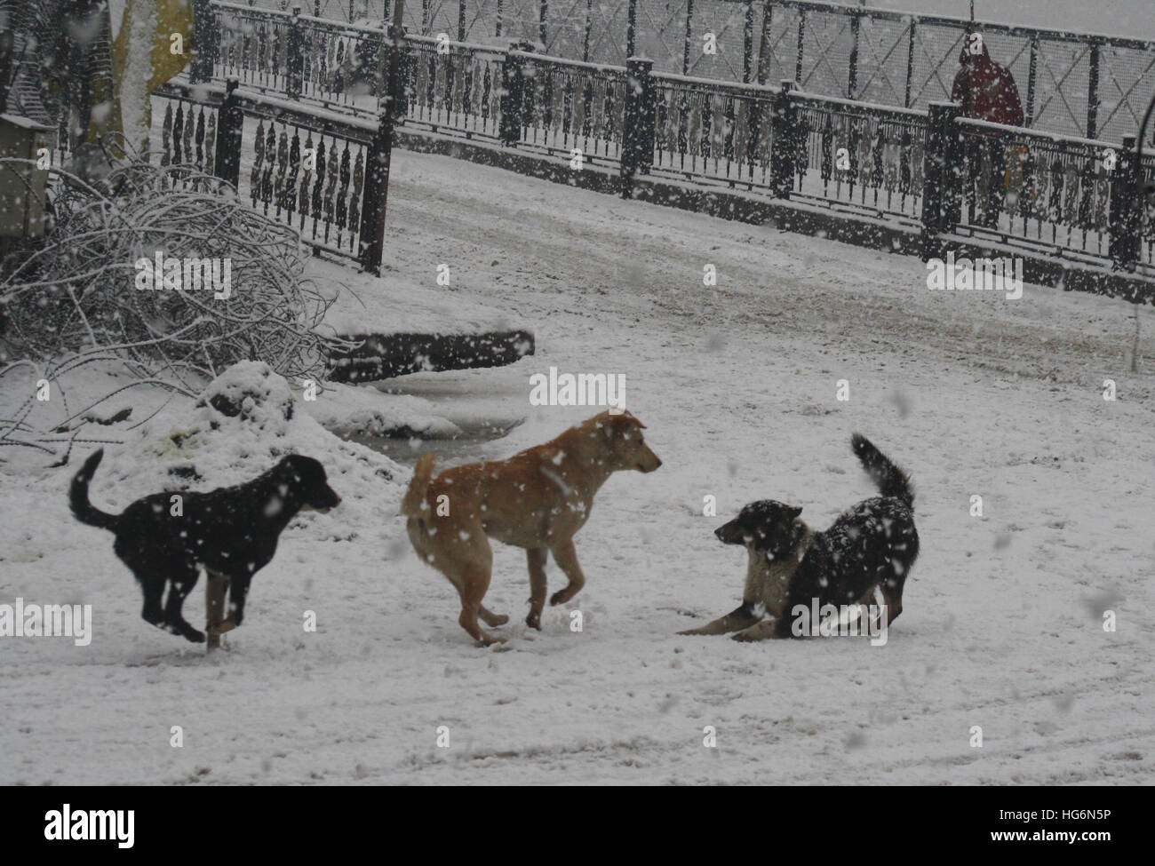 Dogs Kashmir High Resolution Stock Photography and Images - Alamy