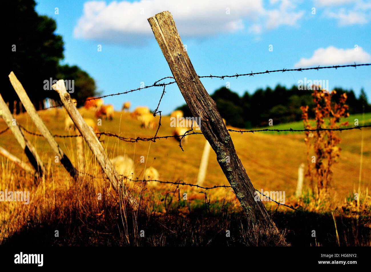 Golden field and fence hi-res stock photography and images - Alamy