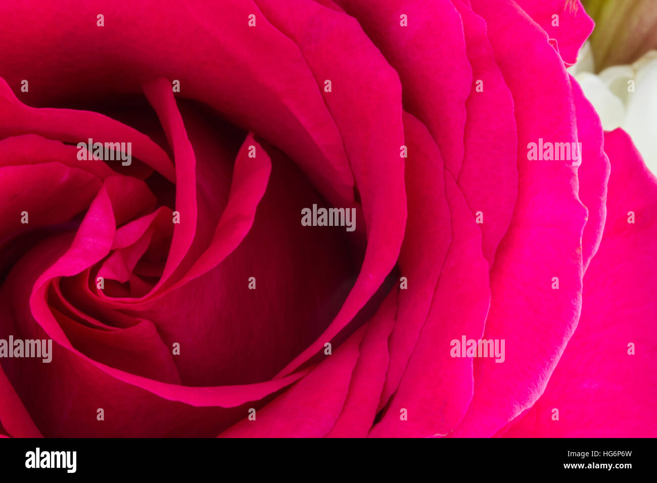 Rose bud to the left hi-res stock photography and images - Alamy