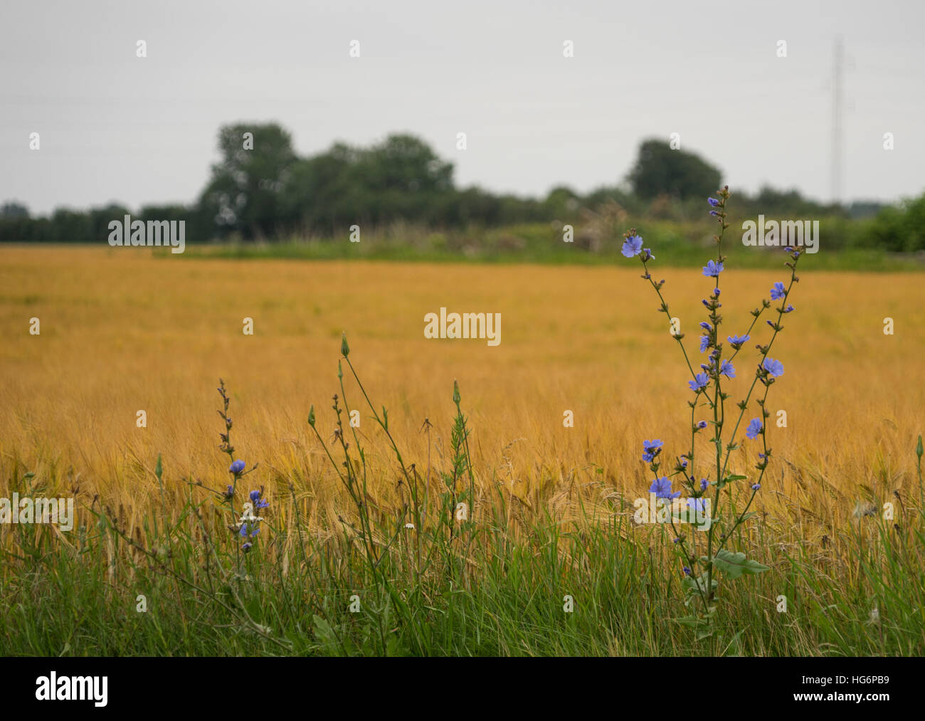 Purple corn flower hi-res stock photography and images - Alamy
