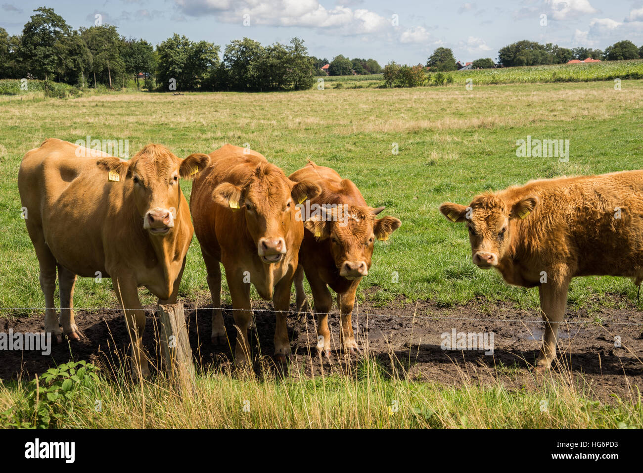 Cow group hi-res stock photography and images - Alamy