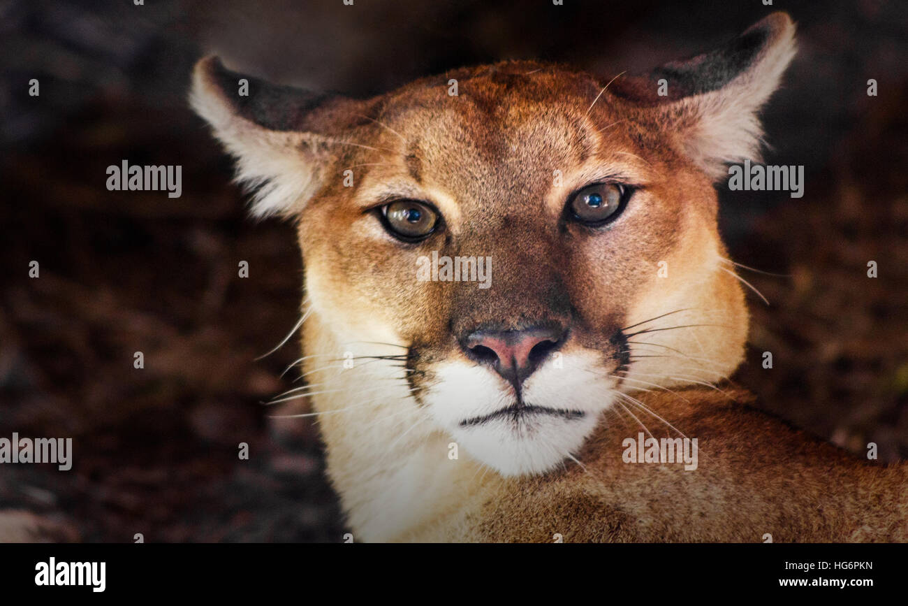 A cougar (Puma concolor) stares with its ears back at the WNC Nature ...