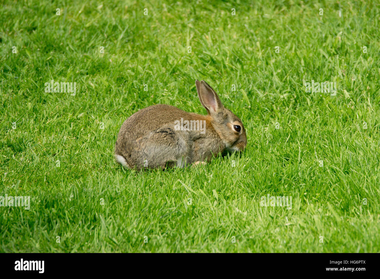 European rabbit or common rabbit Oryctolagus cuniculus grazing on grass ...