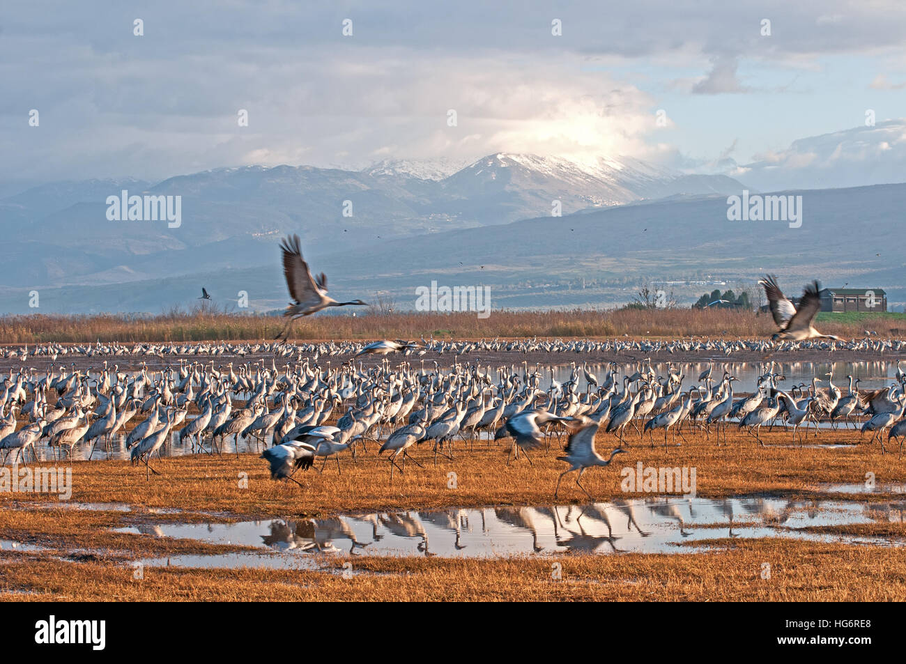 Cranes in Agamon Hula, Israel Stock Photo - Alamy