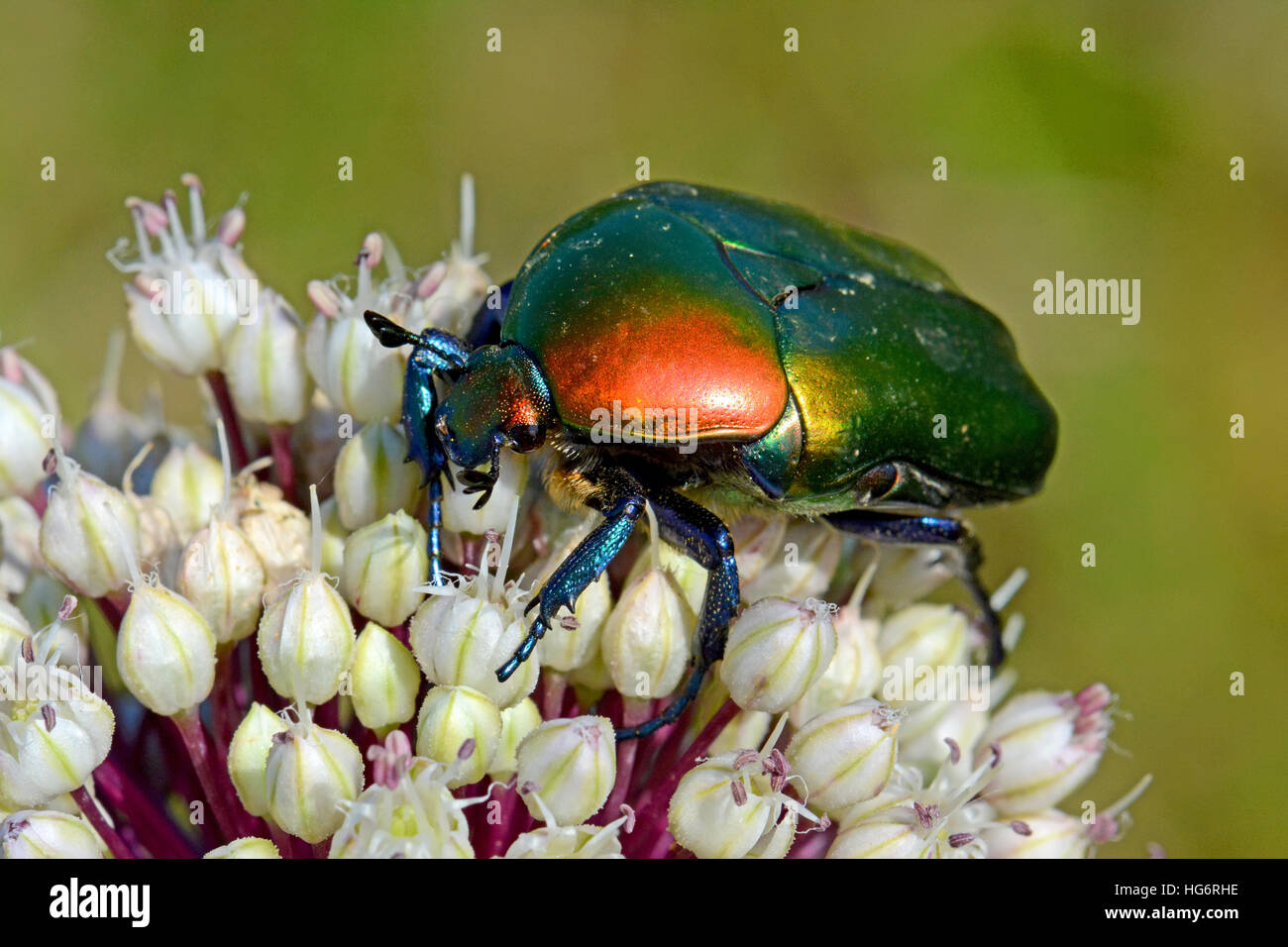 Protaetia cuprea, Colorful Beetle, Israel Stock Photo - Alamy