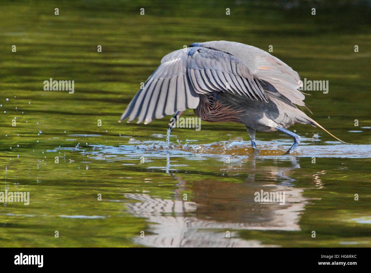 Reddish Egret (Egretta rufescens) with wings spread fishing in shallow ...