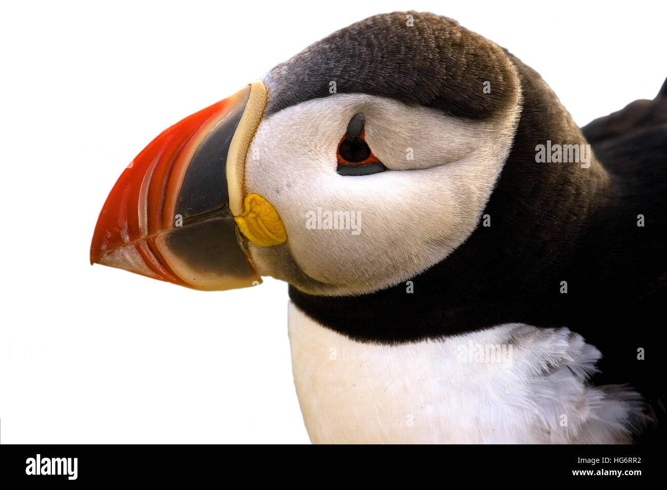 Puffin head hi-res stock photography and images - Alamy