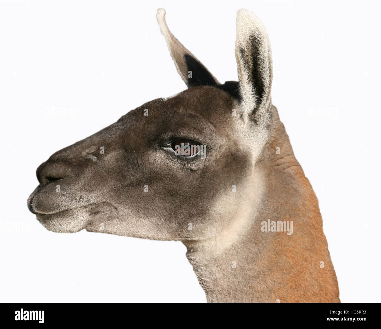 Lama Cut Out Stock Images & Pictures - Alamy