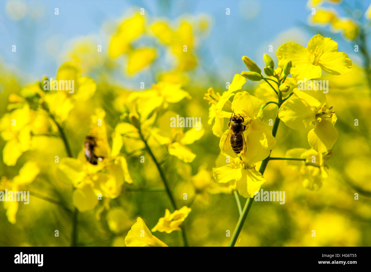 Honey Bees on rape flowers in rape field collecting pollen to produce ...