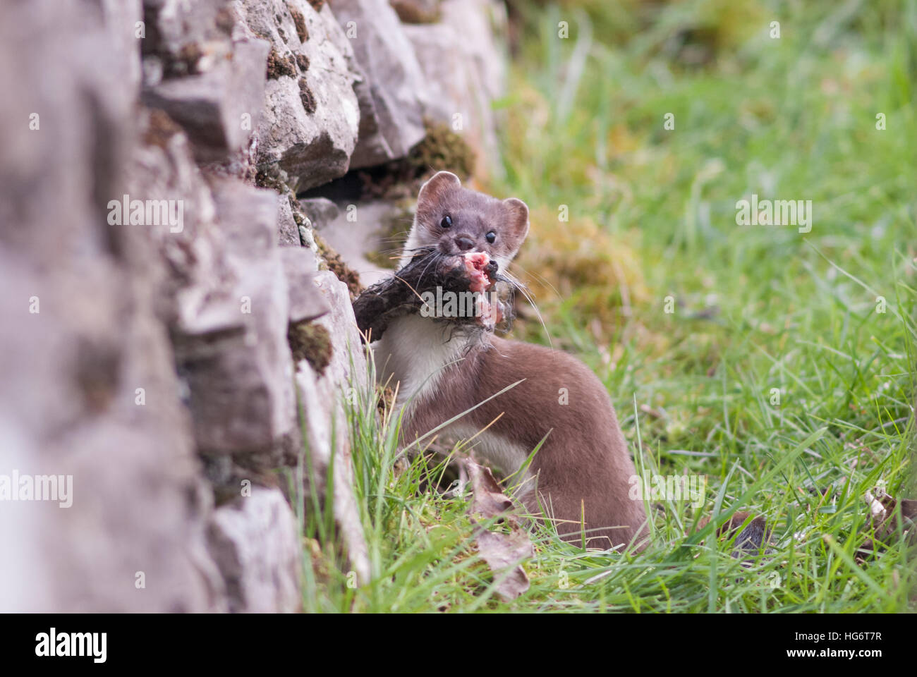 A Stoat (Mustela erminea) with prey stands in grass next to a dry stone ...