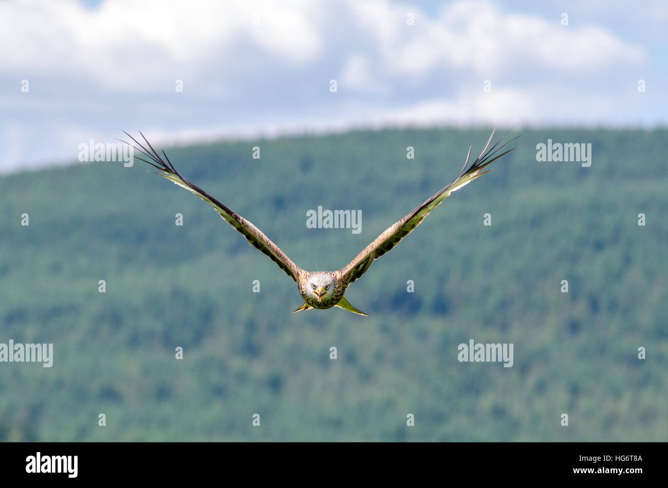 A Red Kite (Milvus milvus) with wings outstretched files head on with a ...