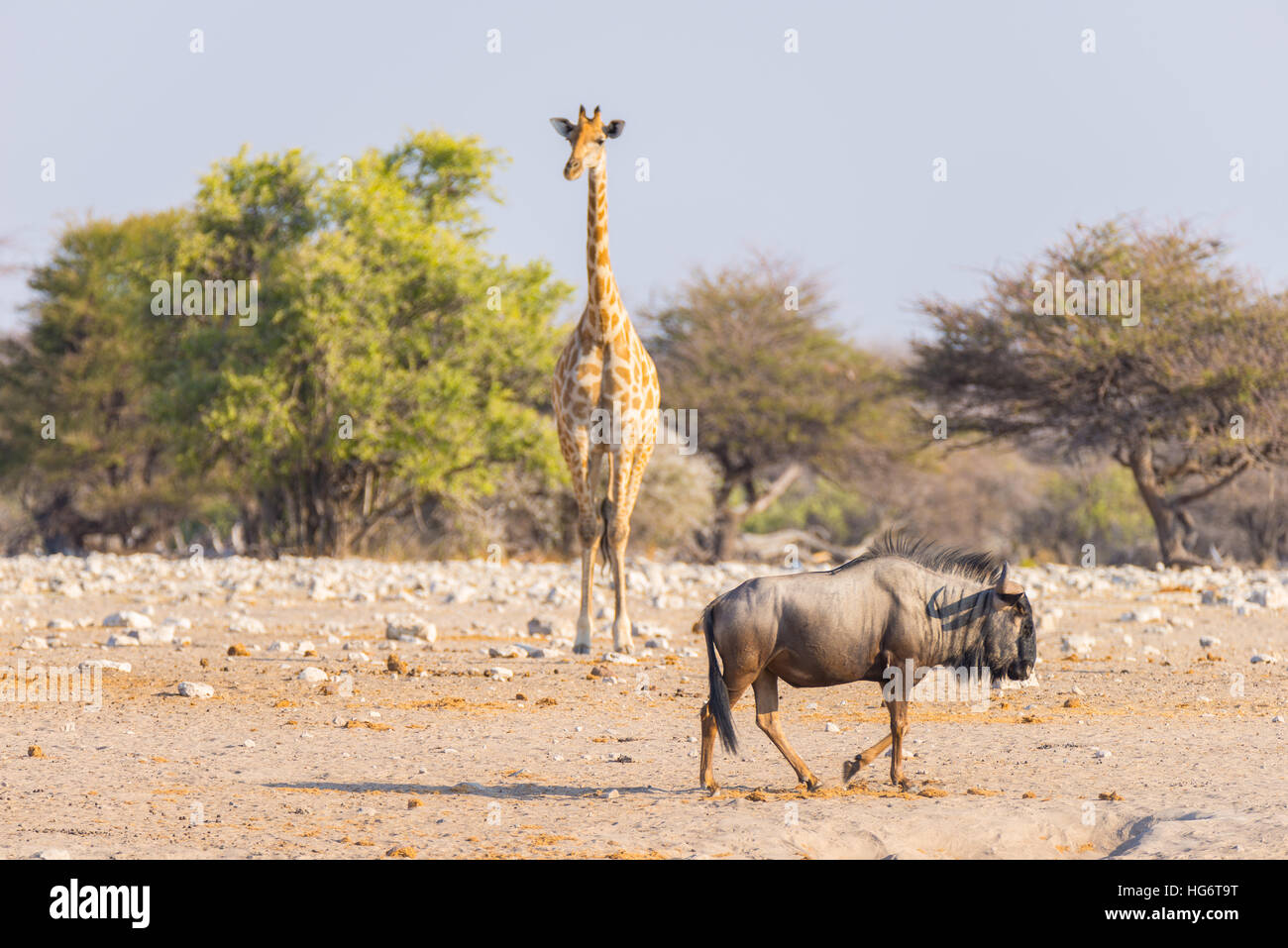 Giraffe and Blue Wildebeest walking in the bush. Wildlife Safari in the ...