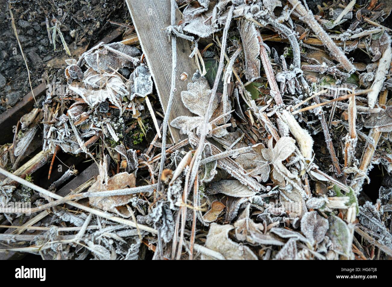 The detritus of Winter Stock Photo - Alamy