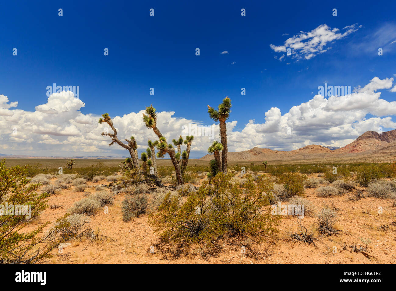 Landscape with Joshua Trees at Joshua Tree Road in the Mojave Desert ...