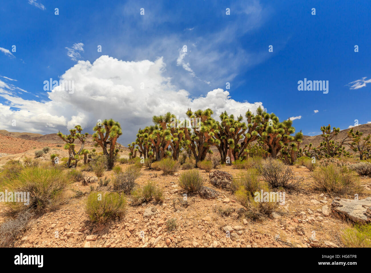 United states scenic joshua tree hi-res stock photography and images ...
