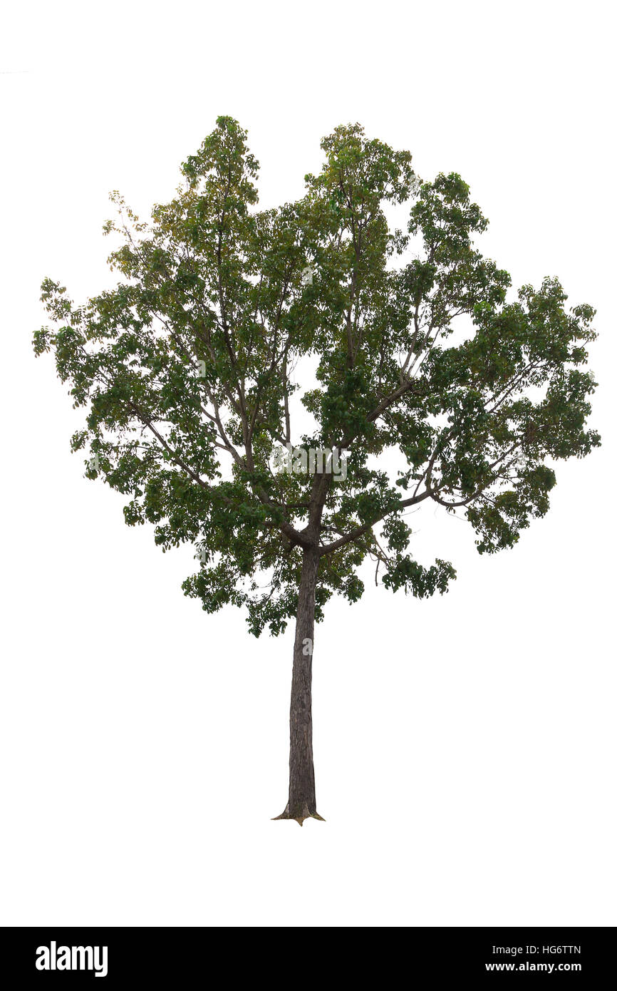 Closeup Big Tree isolated on white background Stock Photo - Alamy