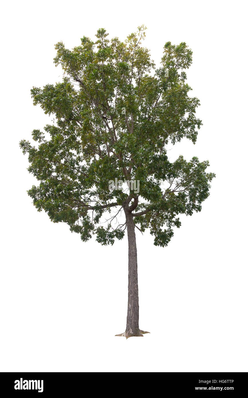 Closeup Big Tree isolated on white background Stock Photo - Alamy