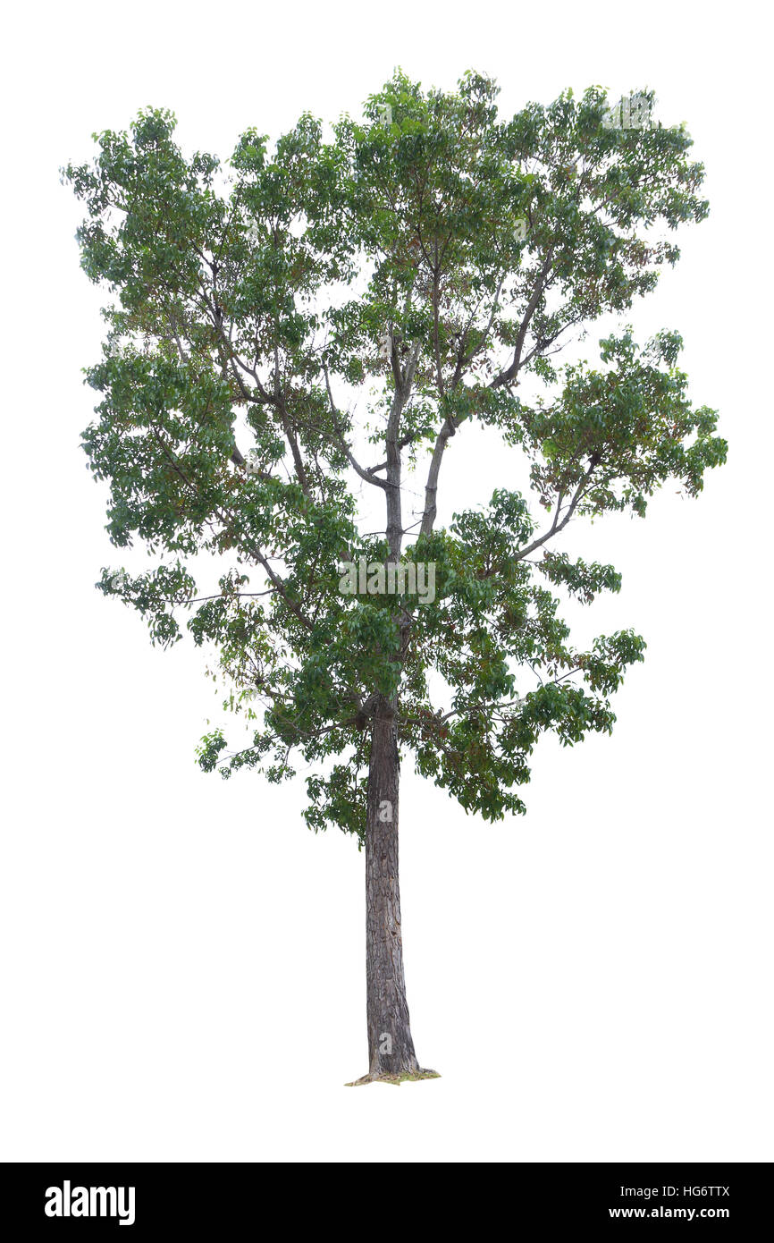 Closeup Big Tree isolated on white background Stock Photo - Alamy