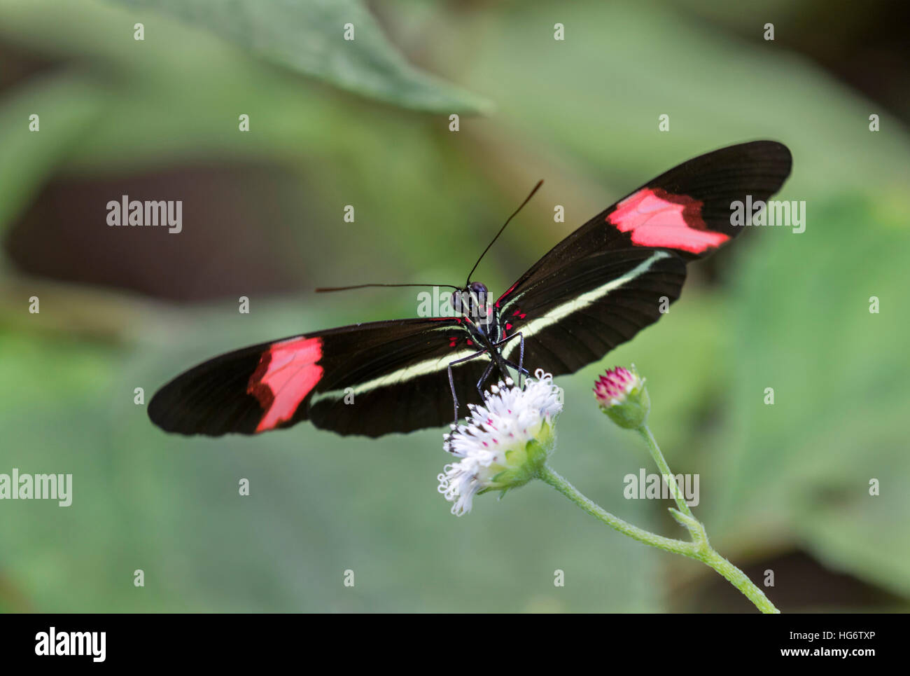 Red postman flower hi-res stock photography and images - Alamy