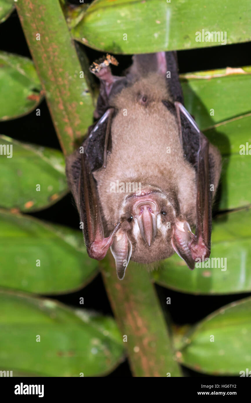 Fruit bats eating hi-res stock photography and images - Alamy