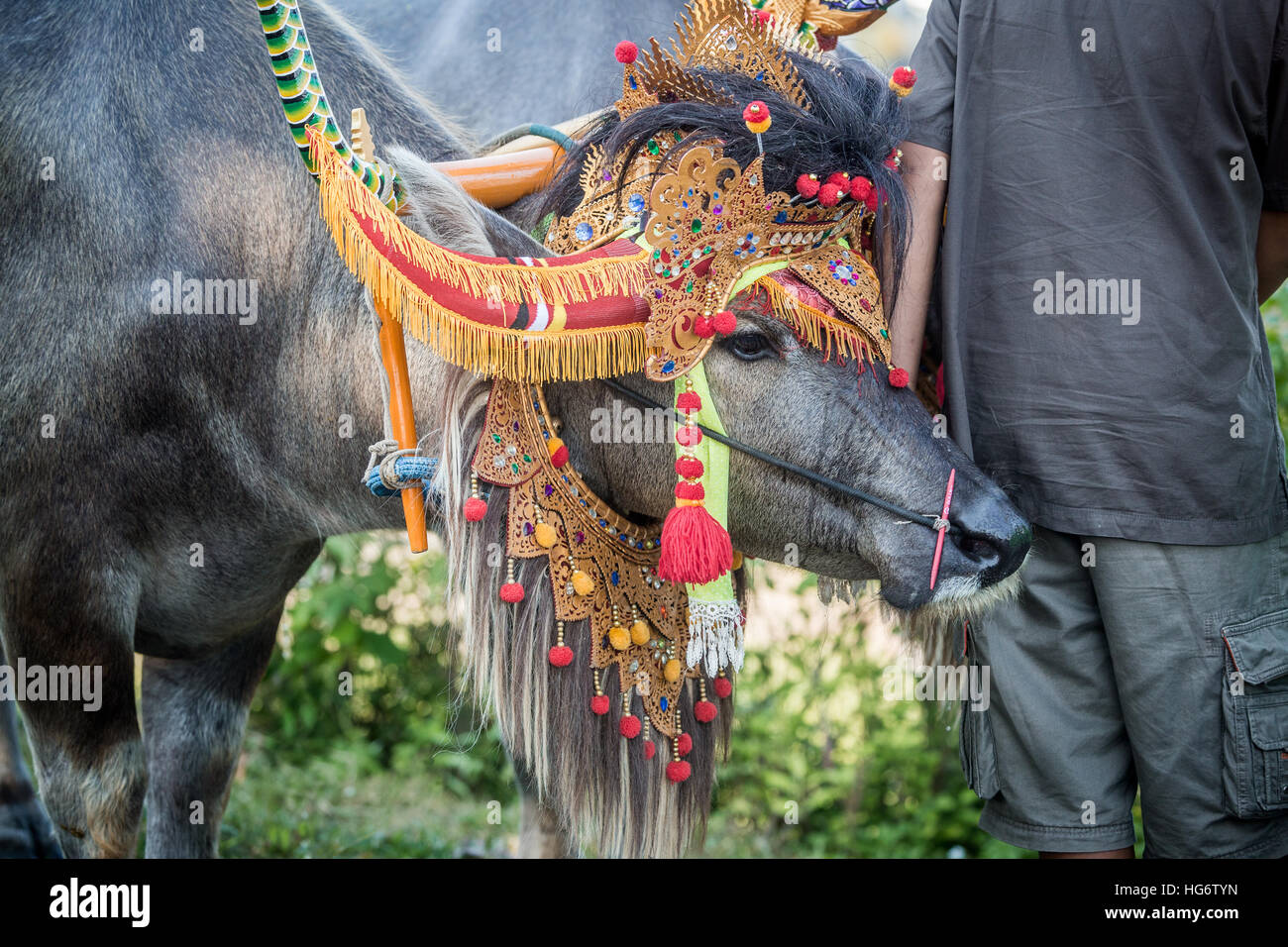 Dressed for success this Asian Water Buffalo in full regalia at the ...