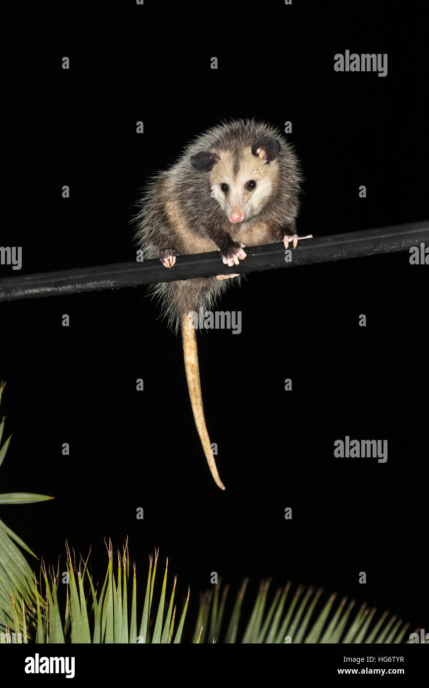Virginia opossum (Didelphis virginiana) climbing powerline at night ...