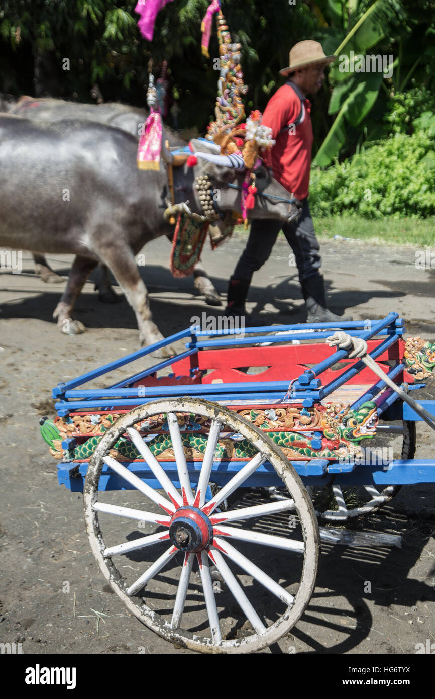 Balinese Cikar or Chariot which is used at the Makepung buffalo races ...