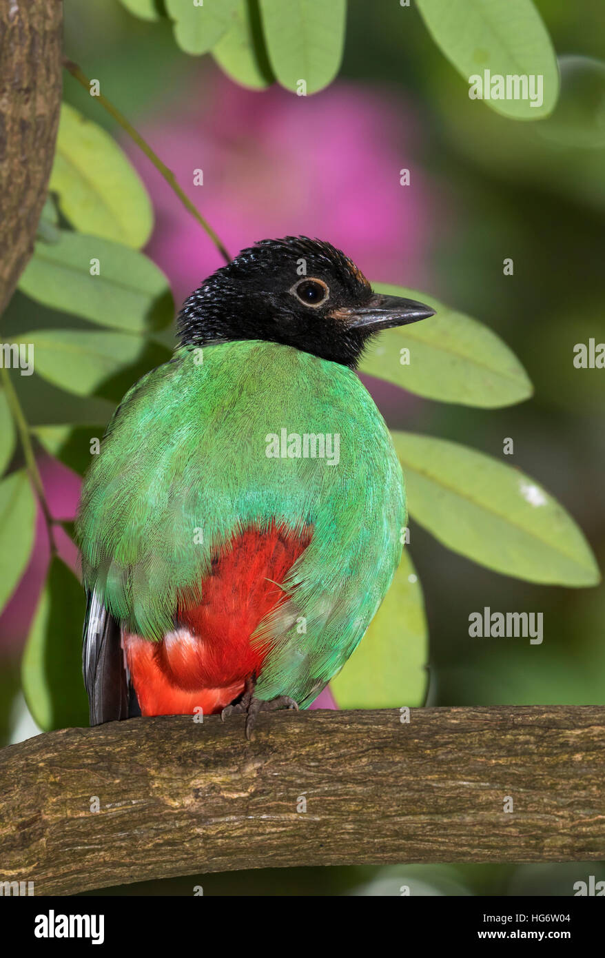 Hooded pitta (Pitta sordida), captive (Native to Southeastern Asia ...
