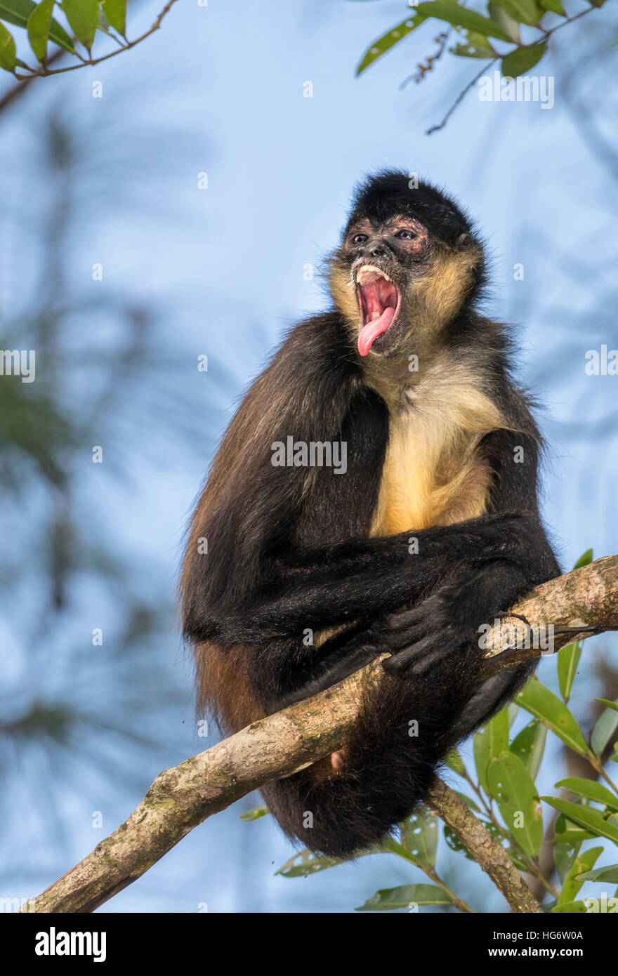 Yucatan Geoffroy's spider monkey (Ateles geoffroyi) calling on the tree ...