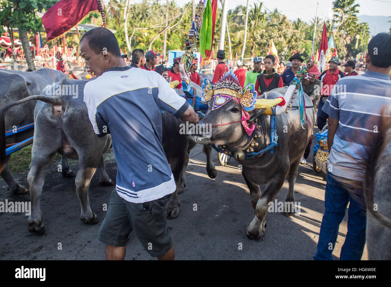 Bali cattle hi-res stock photography and images - Alamy