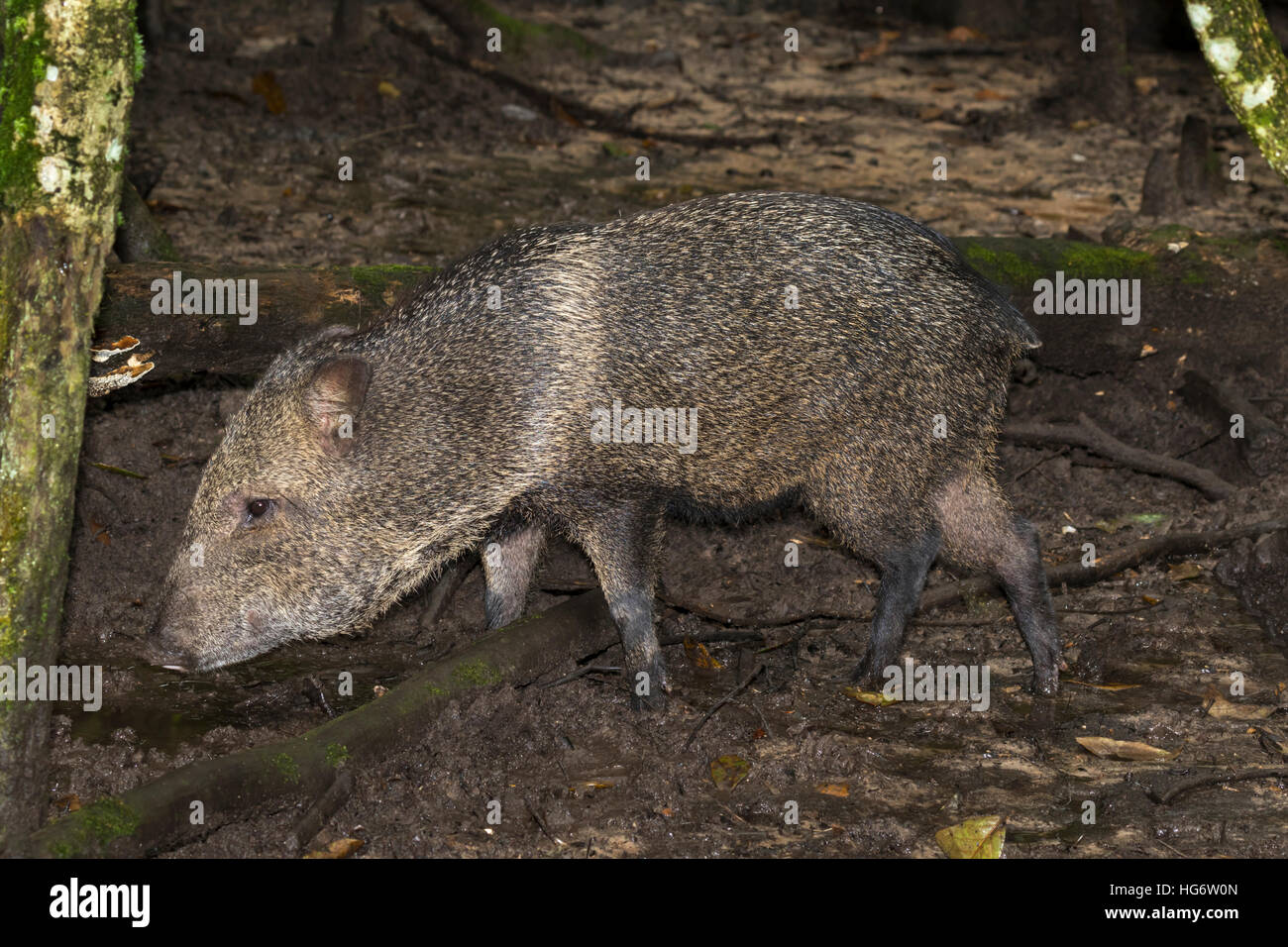 Belize animals hi-res stock photography and images - Alamy