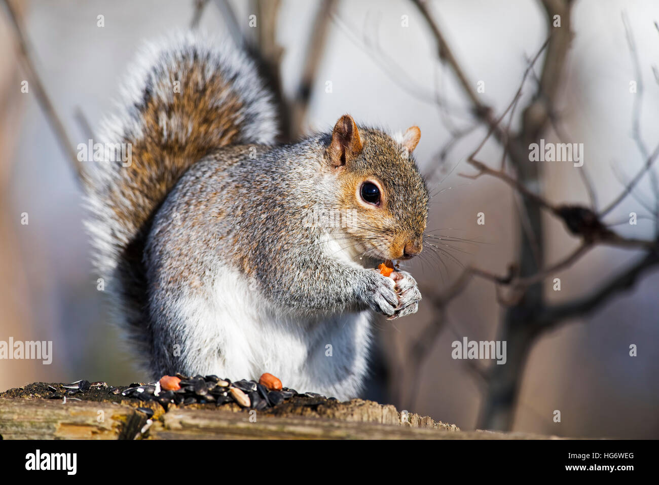 Eastern Grey Squirrel Stock Photo - Alamy