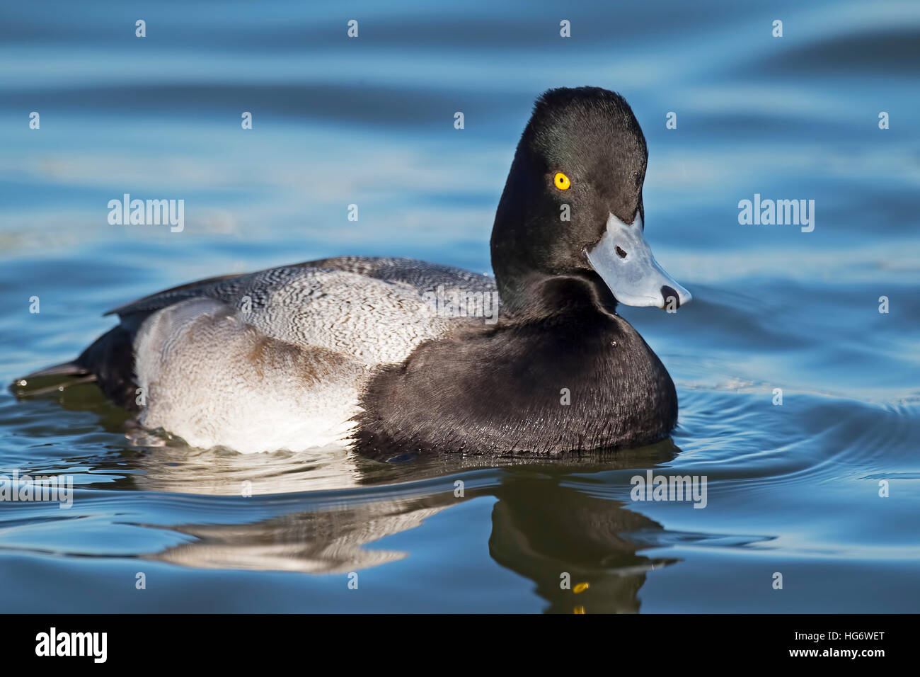 Male Lesser Scaup Stock Photo - Alamy