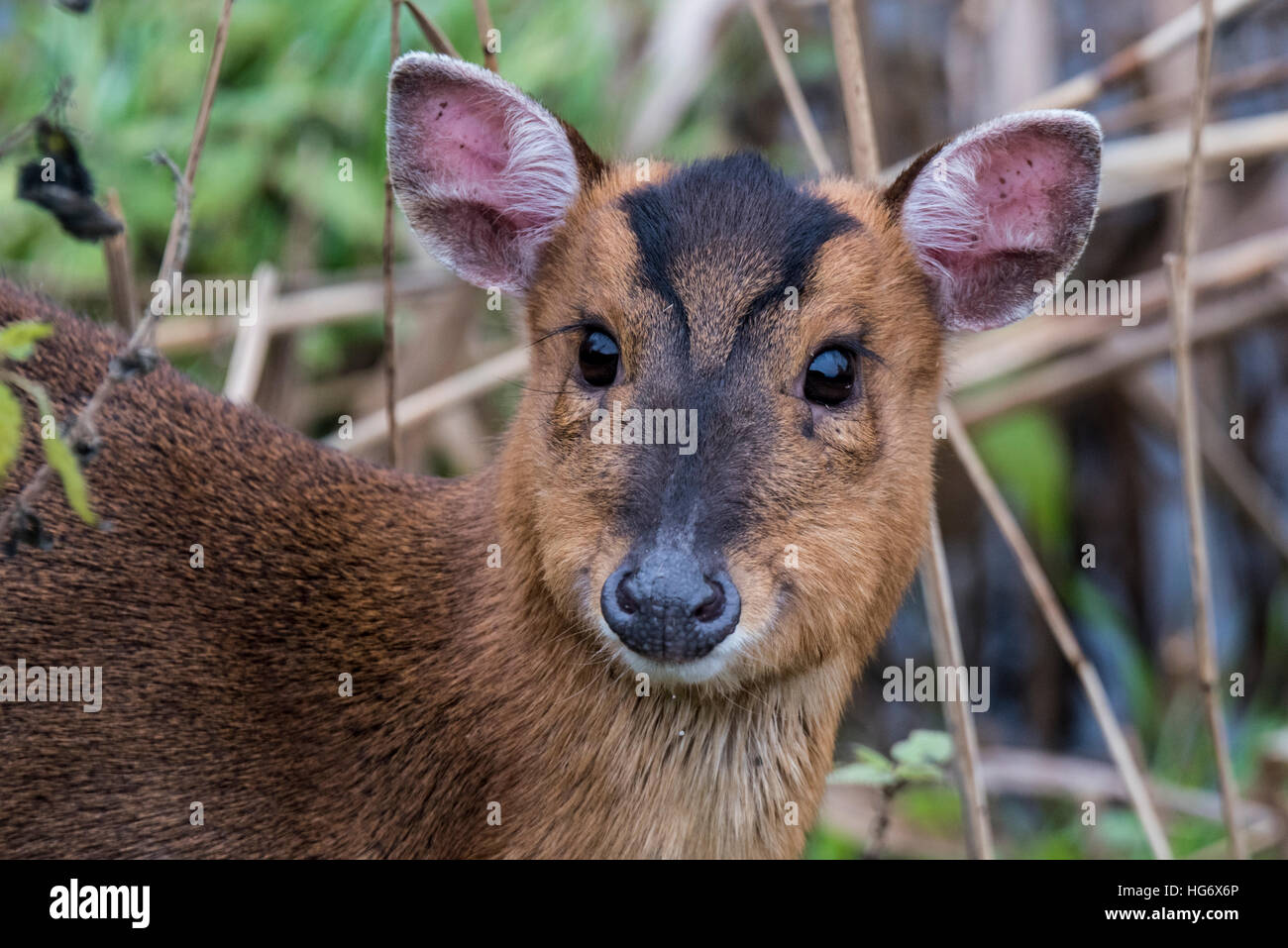 A head shot of a Muntjac Stock Photo - Alamy