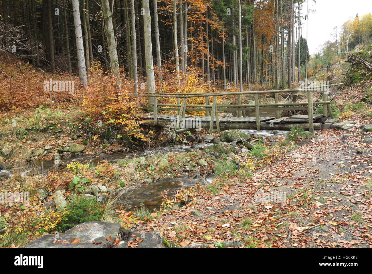 Brook in forest hi-res stock photography and images - Alamy