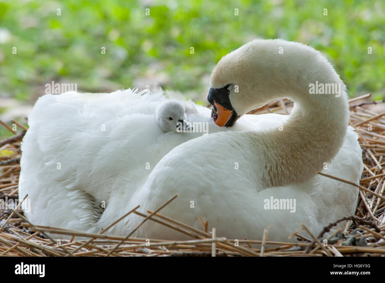 Cygnet back hi-res stock photography and images - Alamy