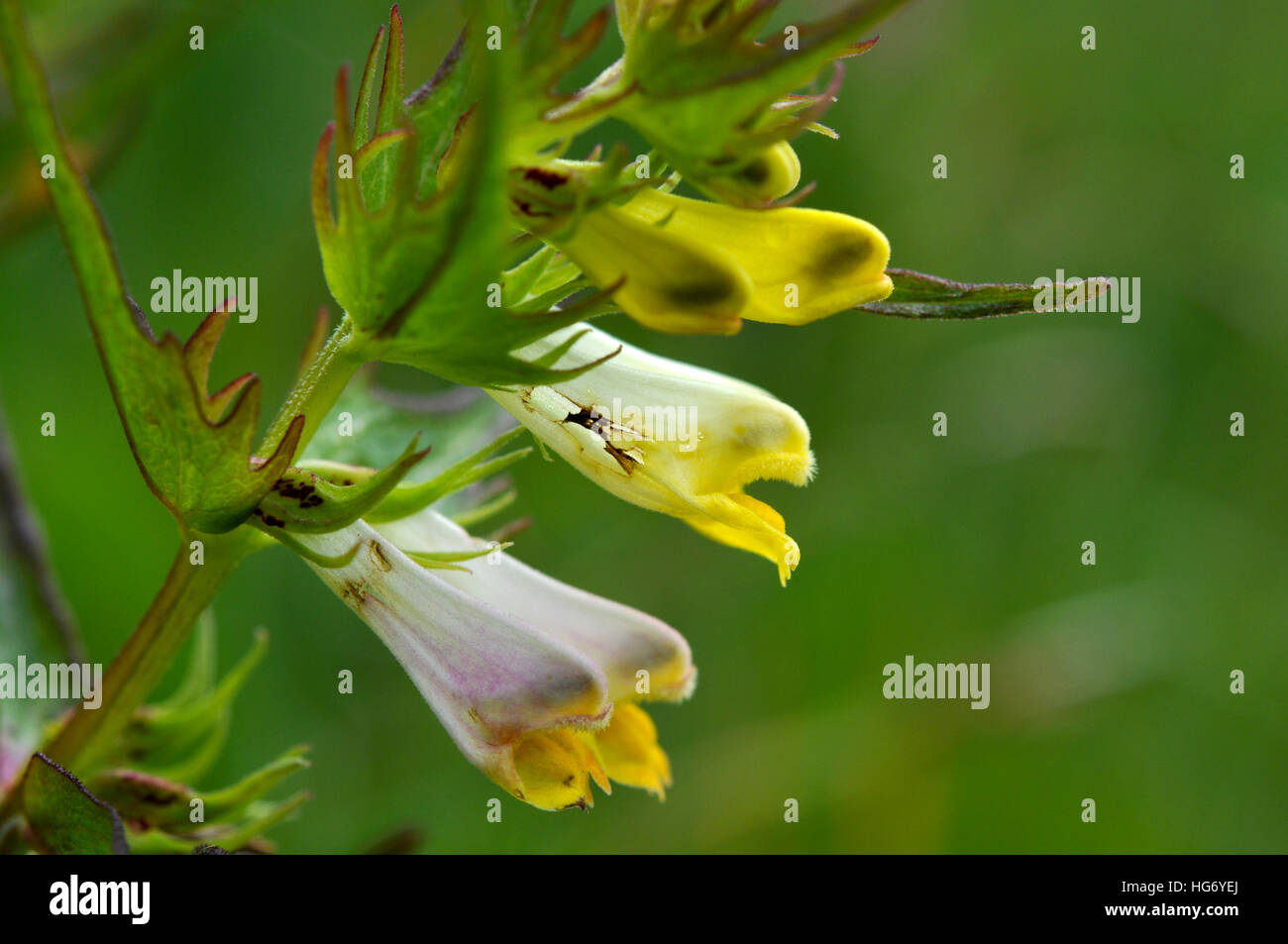 Melampyrum Pratense Stock Photos & Melampyrum Pratense Stock Images - Alamy