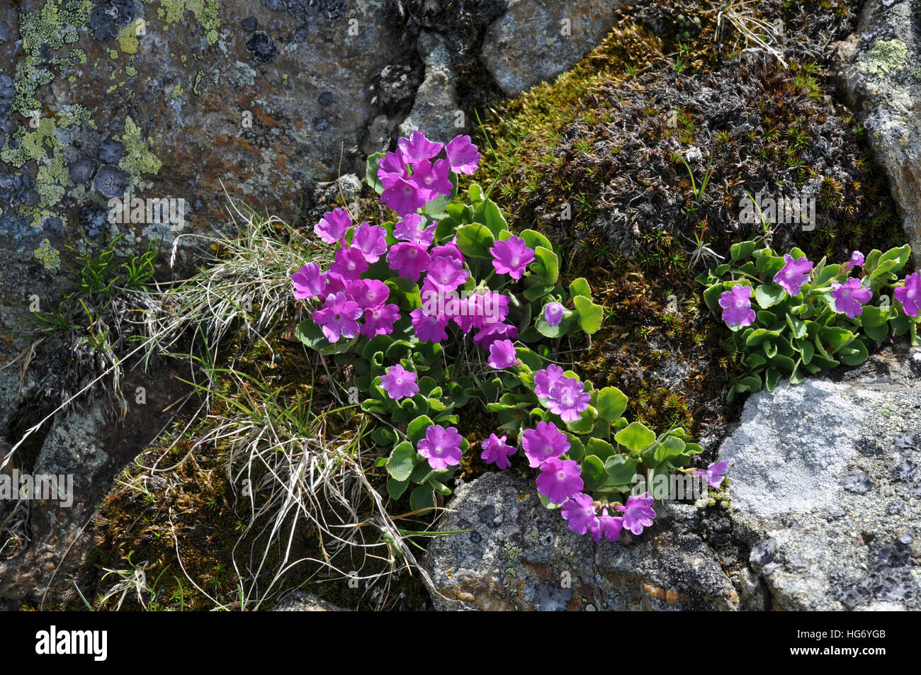 Primula hirsuta hi-res stock photography and images - Alamy