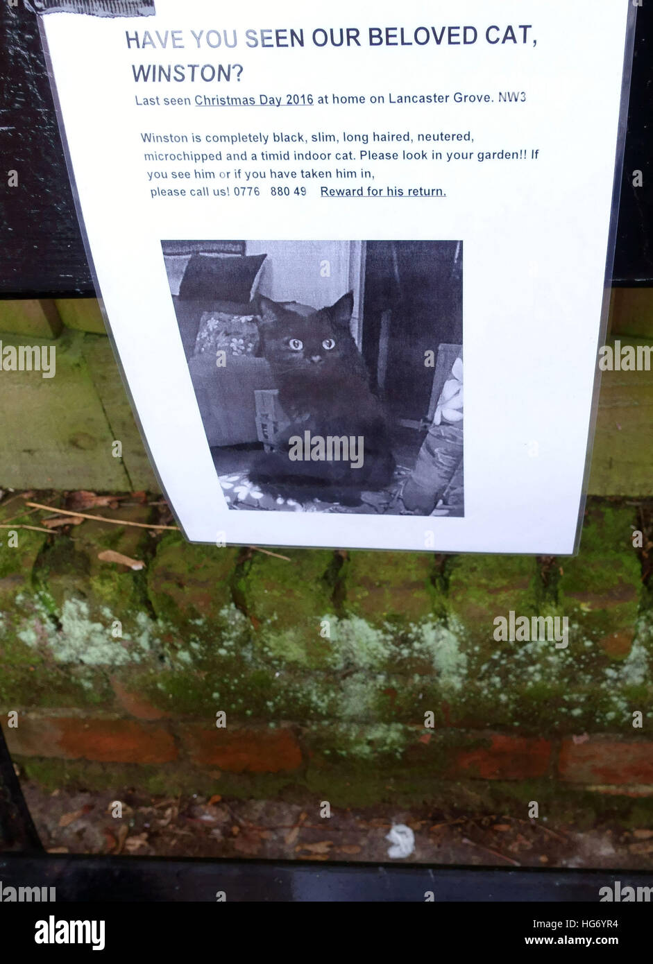Missing cat poster in street in North London Stock Photo - Alamy