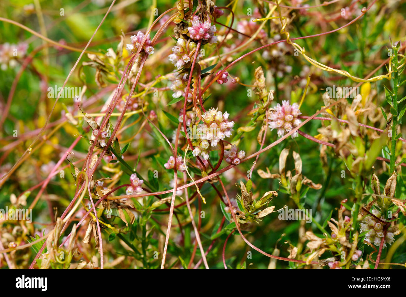 Cuscuta europaea hi-res stock photography and images - Alamy