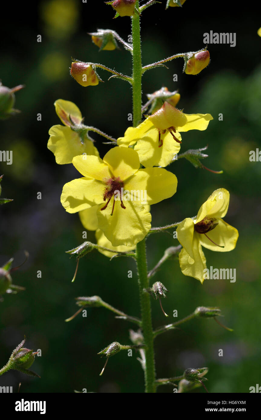 Moth mullein hi-res stock photography and images - Alamy