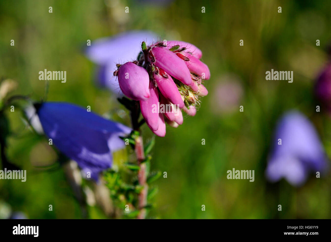 Erica hardy hi-res stock photography and images - Alamy