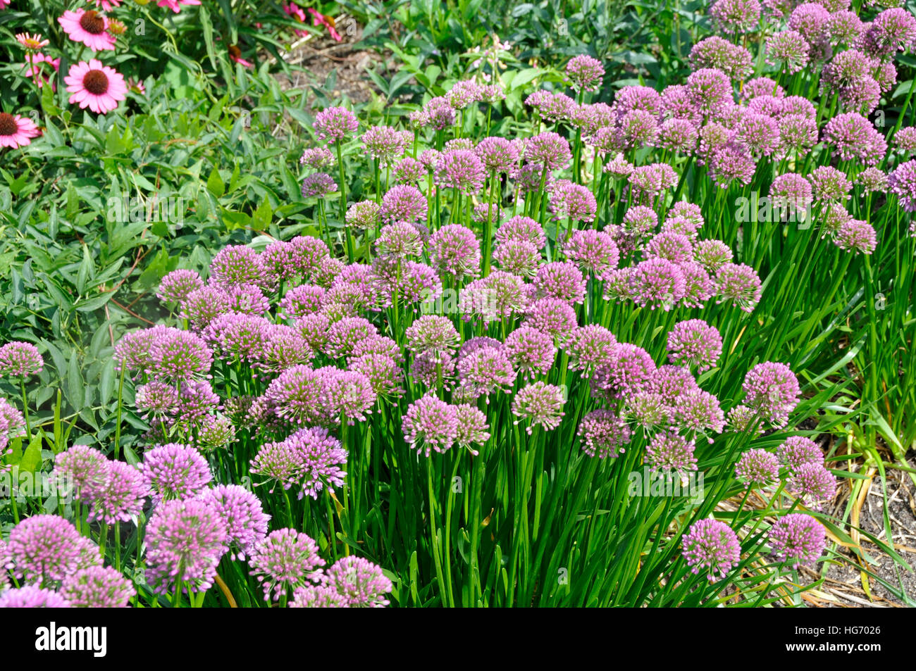 Allium millenium hi-res stock photography and images - Alamy