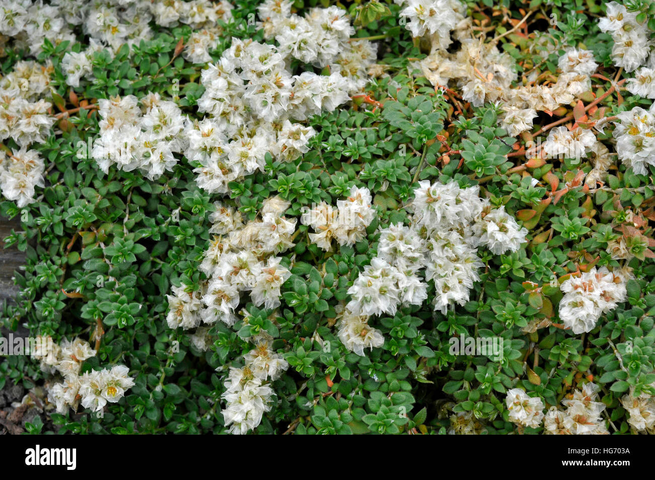 Paronychia hi-res stock photography and images - Alamy