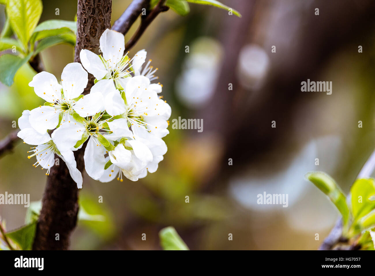 Flowering tree in spring Stock Photo - Alamy