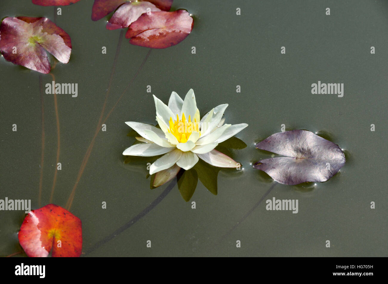 Helvola hi-res stock photography and images - Alamy